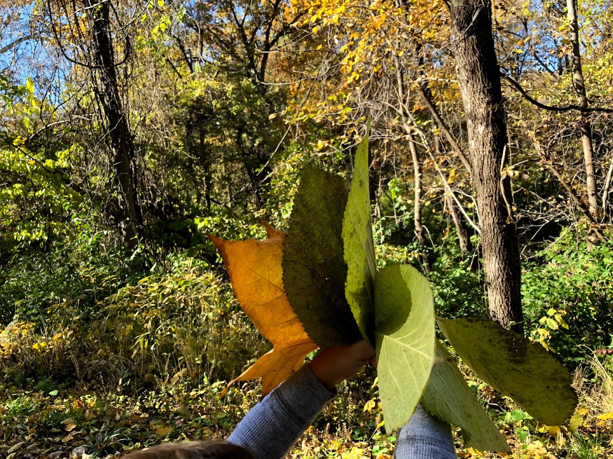Peak Foliage on the Katy Trail - Katy Trail Missouri - Fall - Autumn Leaves